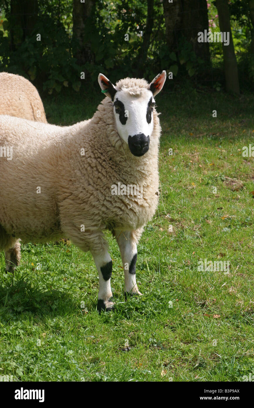 Kerry hill sheep standing facing on field.Welsh farm Carmarthenshire ...