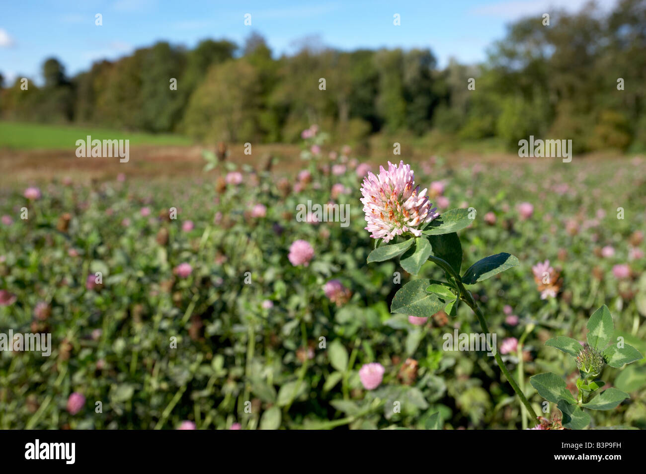 So reducing n fertiliser use hi-res stock photography and images - Alamy