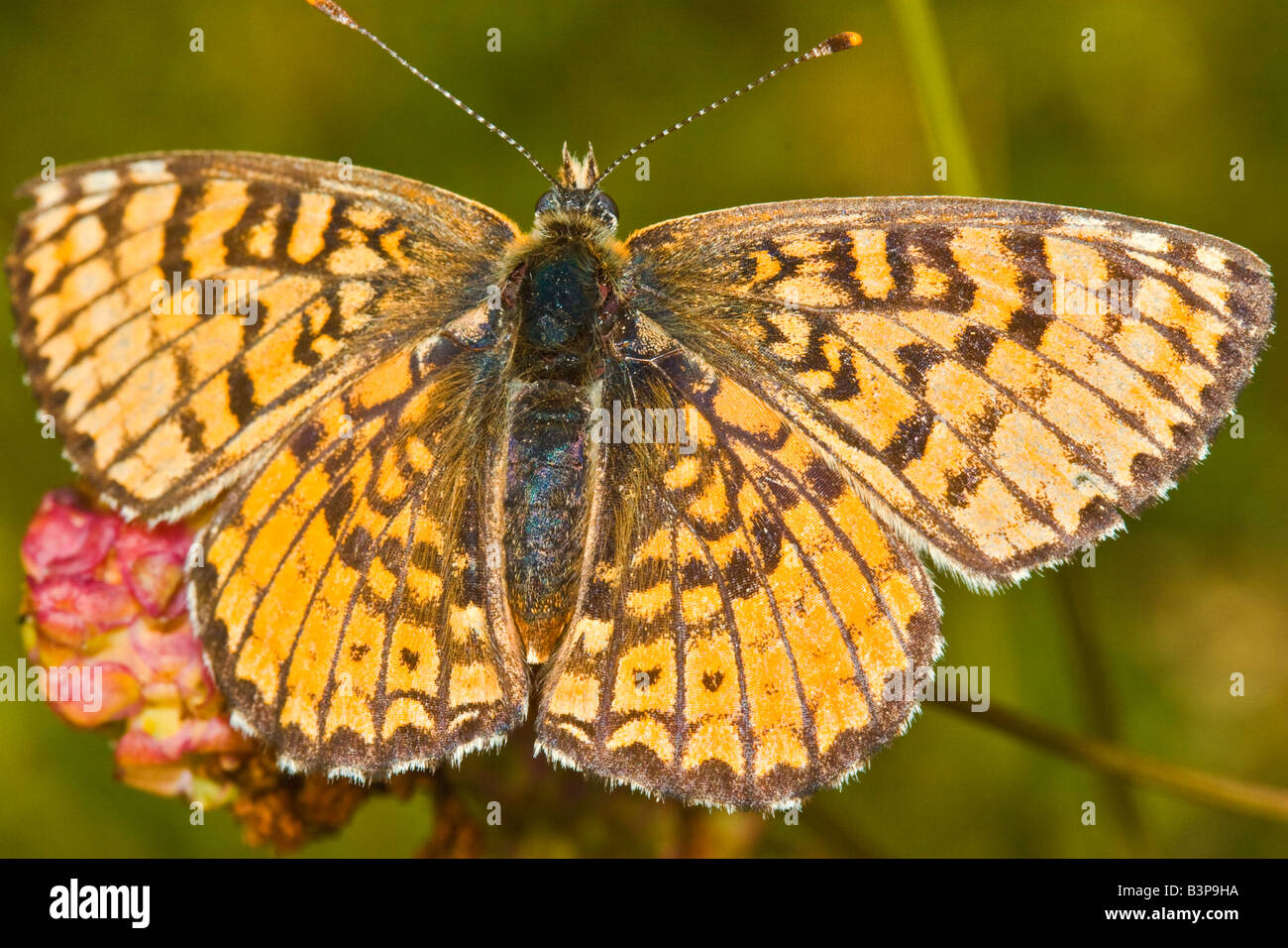 Small Pearl Bordered Fritillary Boloria euphrosyne Stock Photo - Alamy