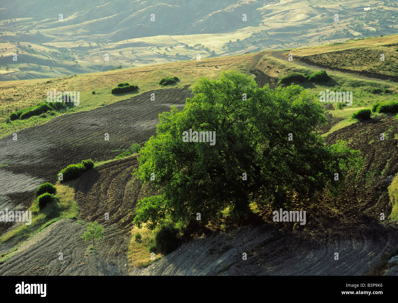 Cyprus tree #2 Stock Photo - Alamy