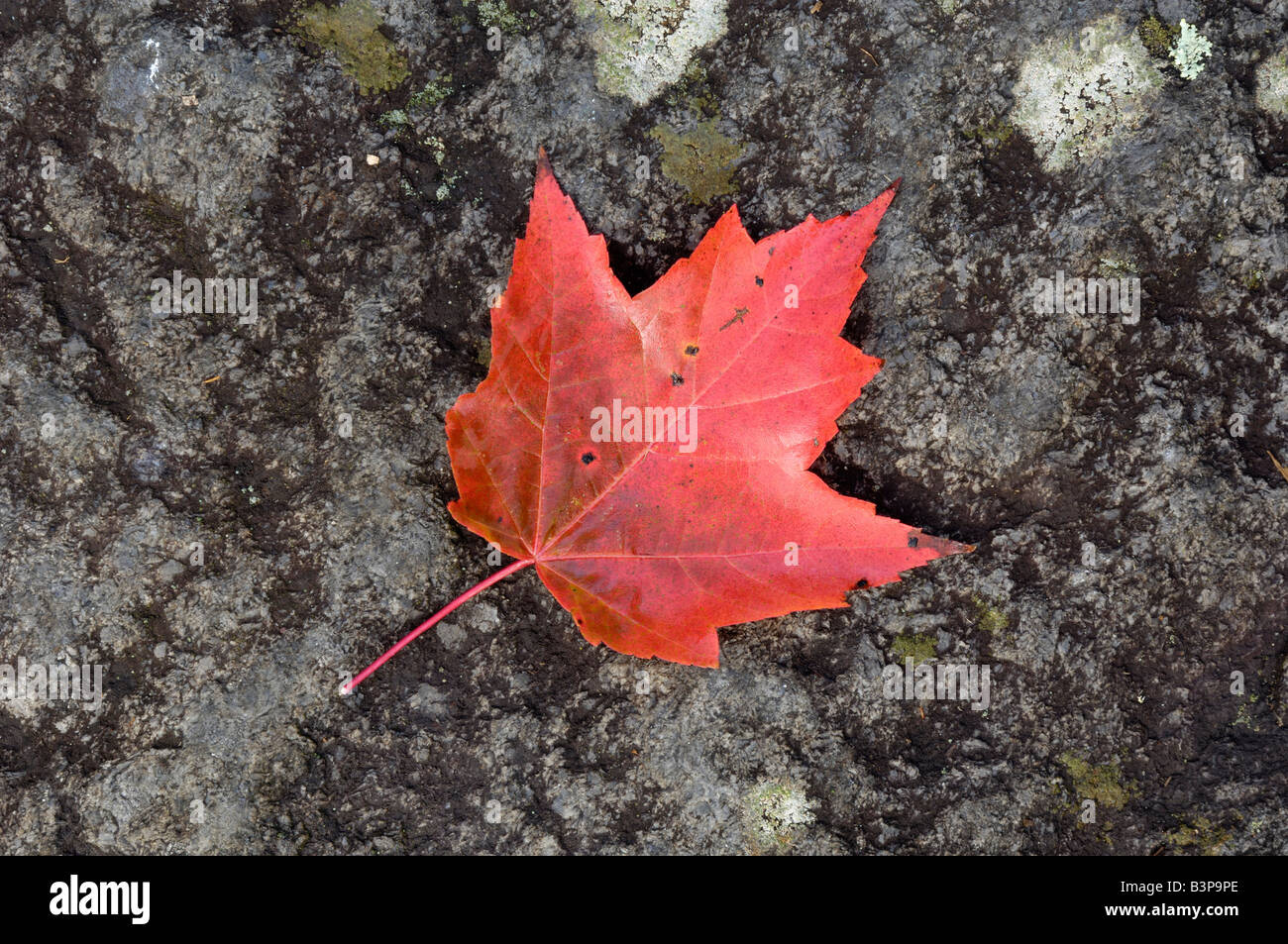 Autumn Maple leaves, Boundary Waters Canoe Area Wilderness, Superior ...