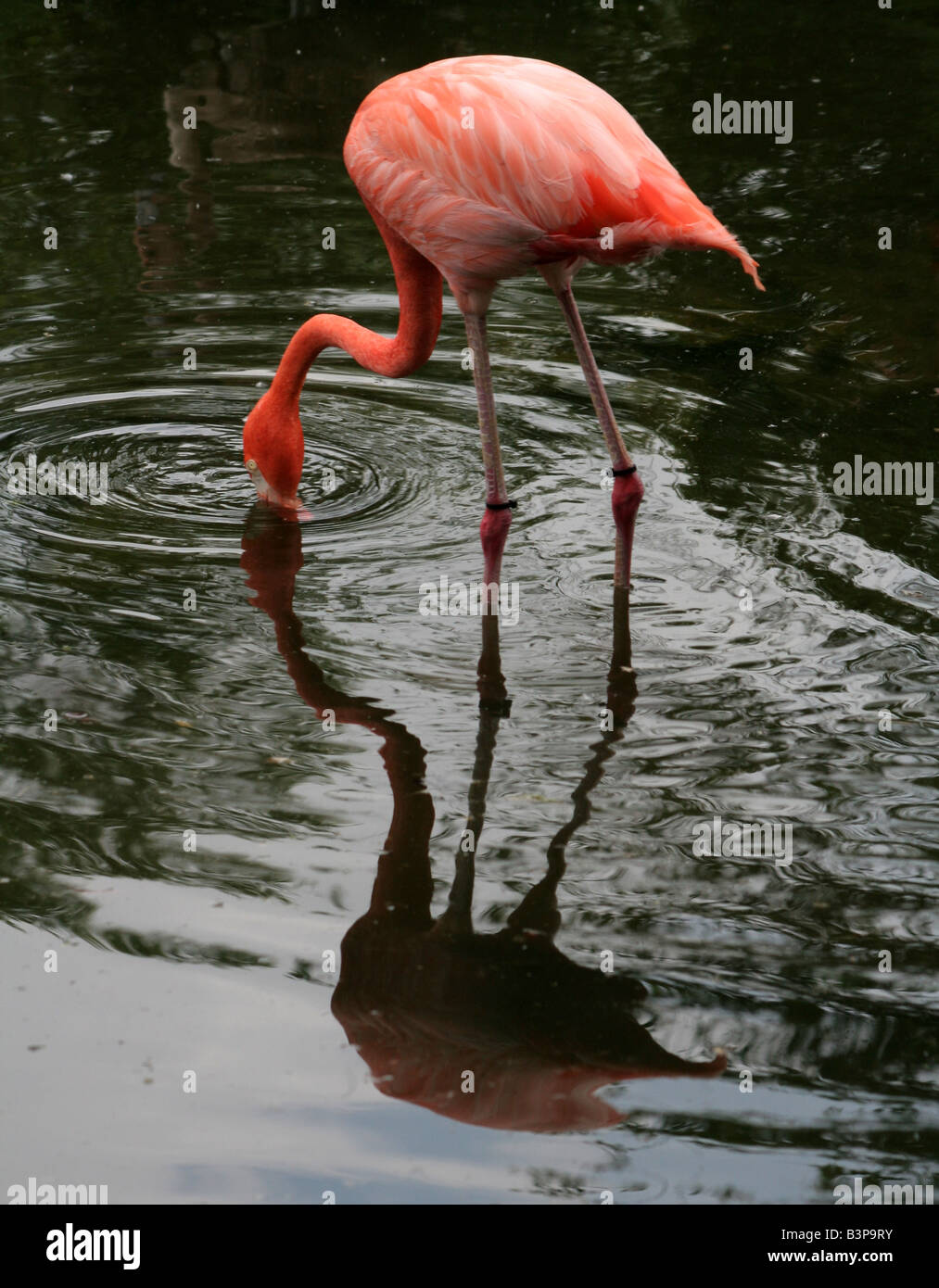 Flamingo eye hi-res stock photography and images - Alamy