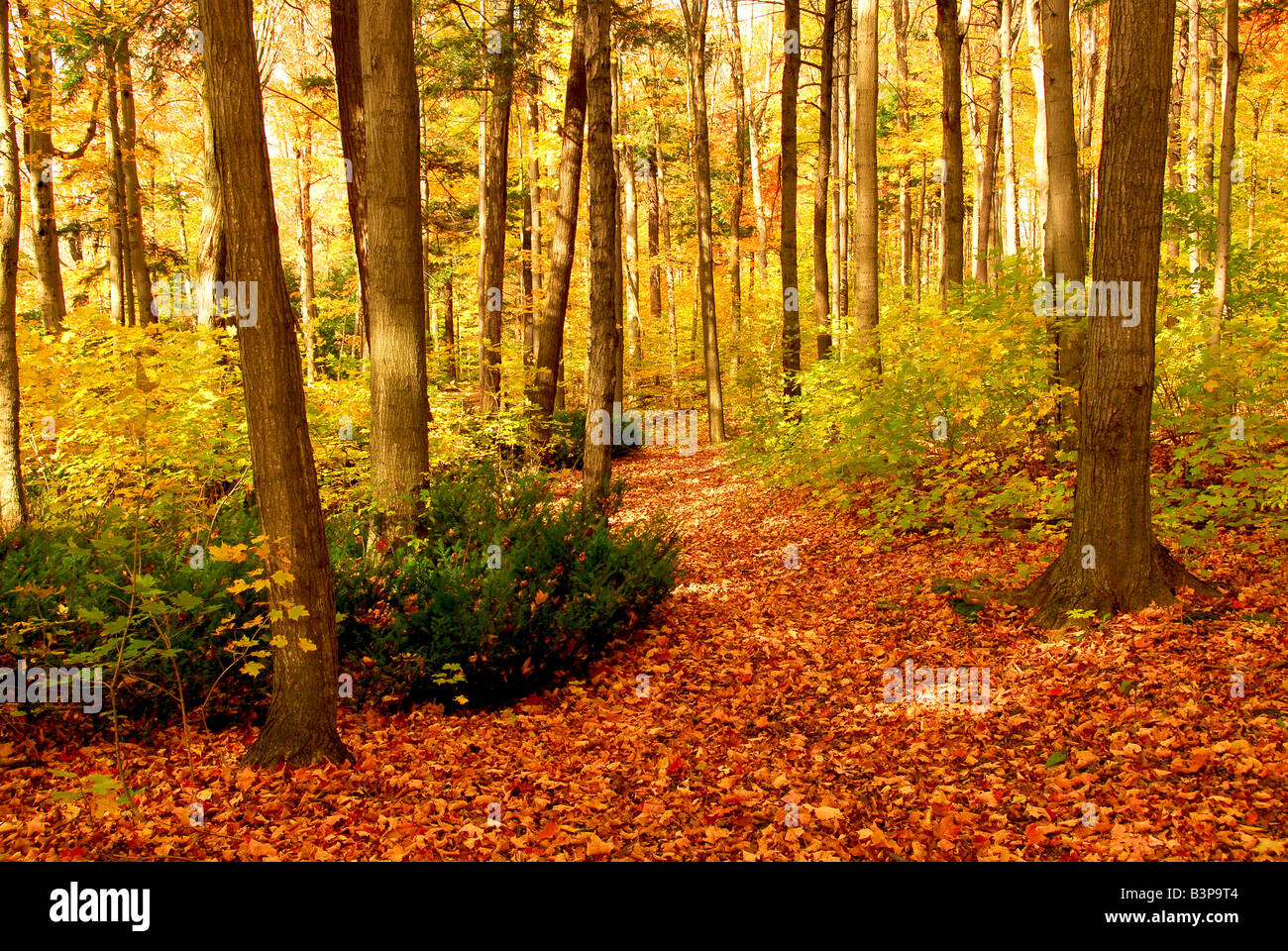 Fall trees forest hi-res stock photography and images - Alamy