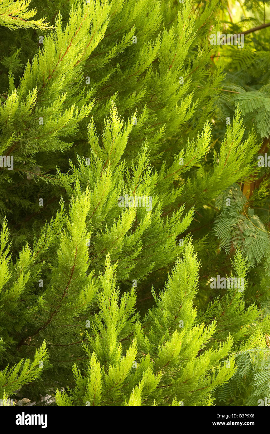 Tree and fern greenery hi-res stock photography and images - Alamy