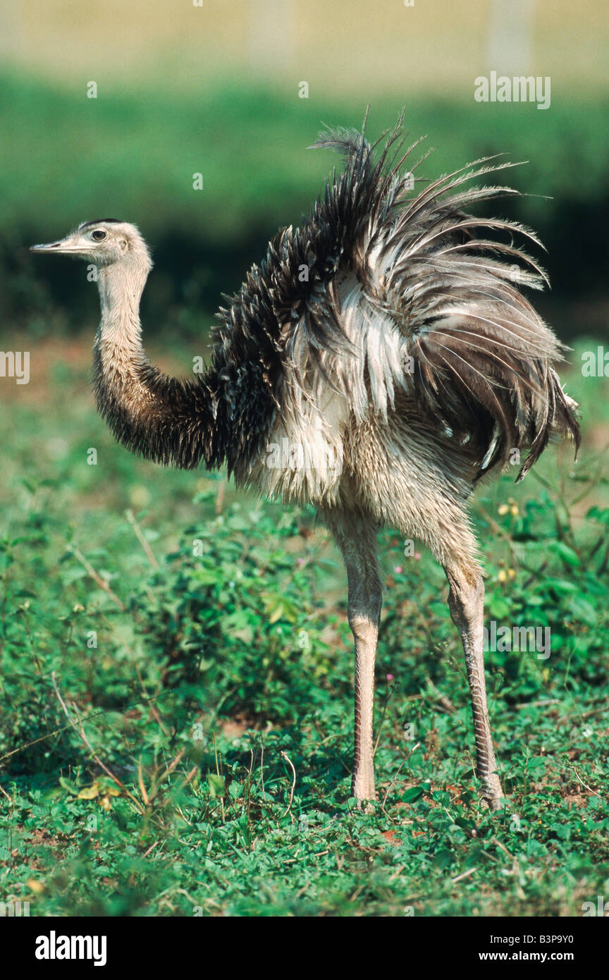 American Rhea Rhea americana adult Pantanal Brazil South America Stock ...