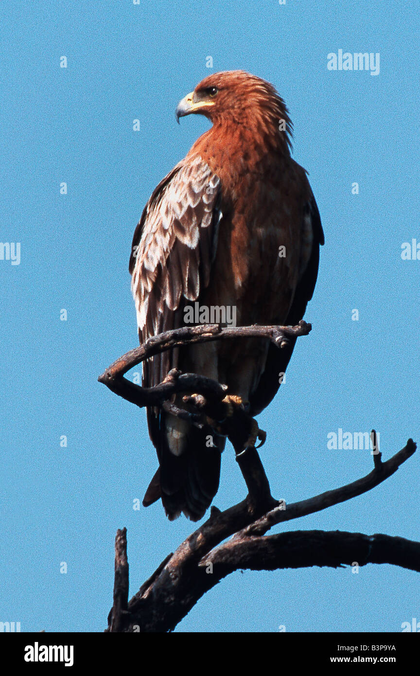 Greater Spotted Eagles High Resolution Stock Photography and Images - Alamy