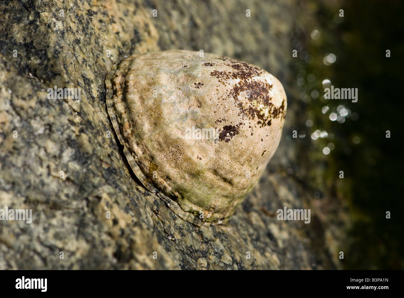 Limpet radula hi-res stock photography and images - Alamy