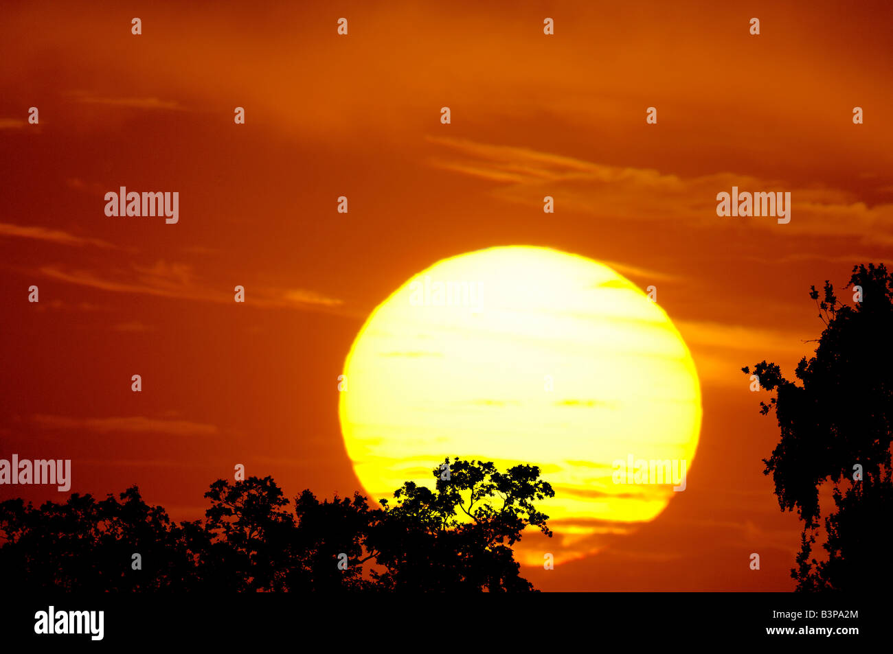 trees silhouetted against sunset Stock Photo - Alamy