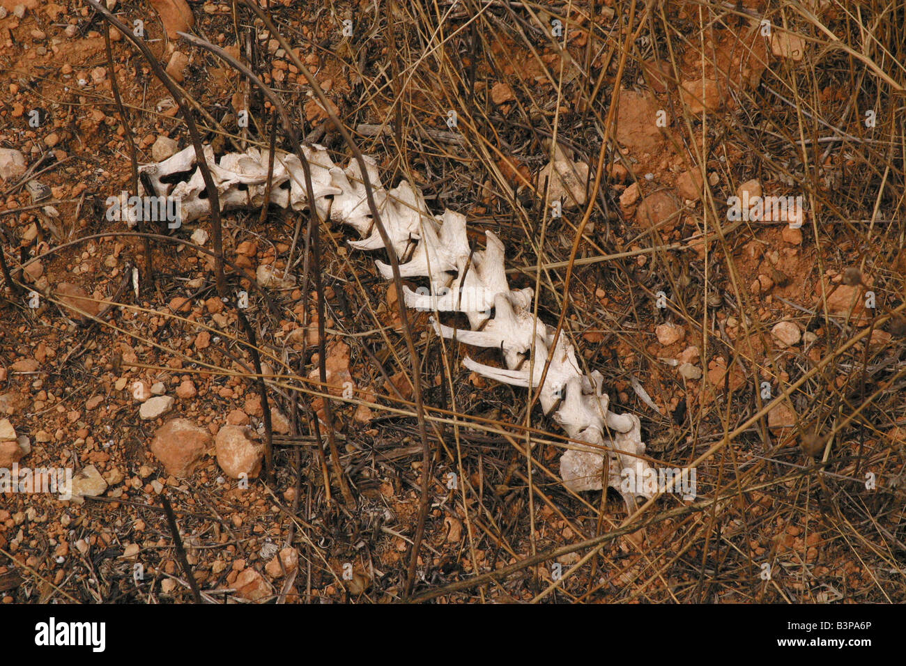 Skeleton spinal bones of sheep.Squeleton 25287 Stock Photo - Alamy