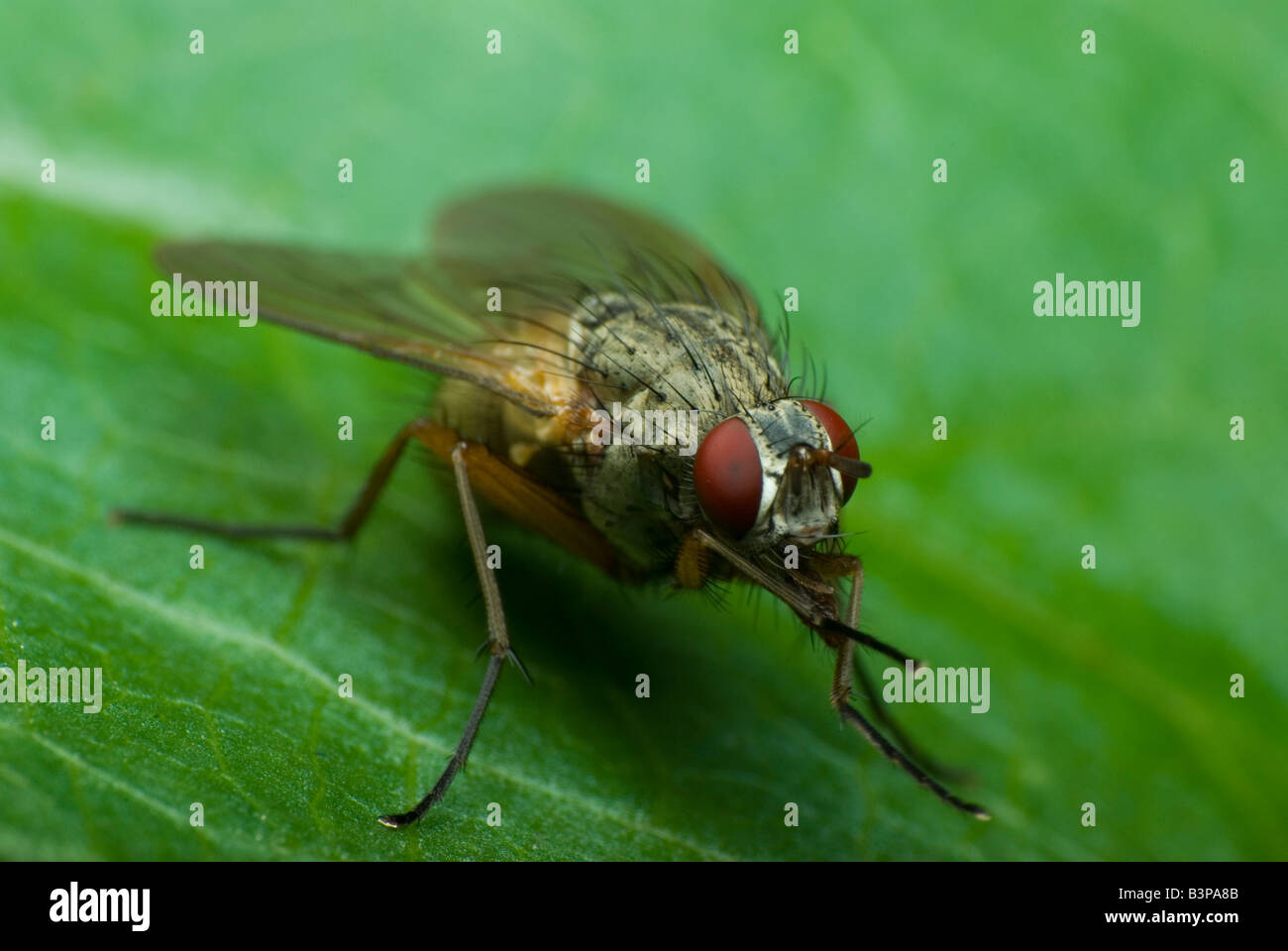 Dirty honey portrait hi-res stock photography and images - Alamy