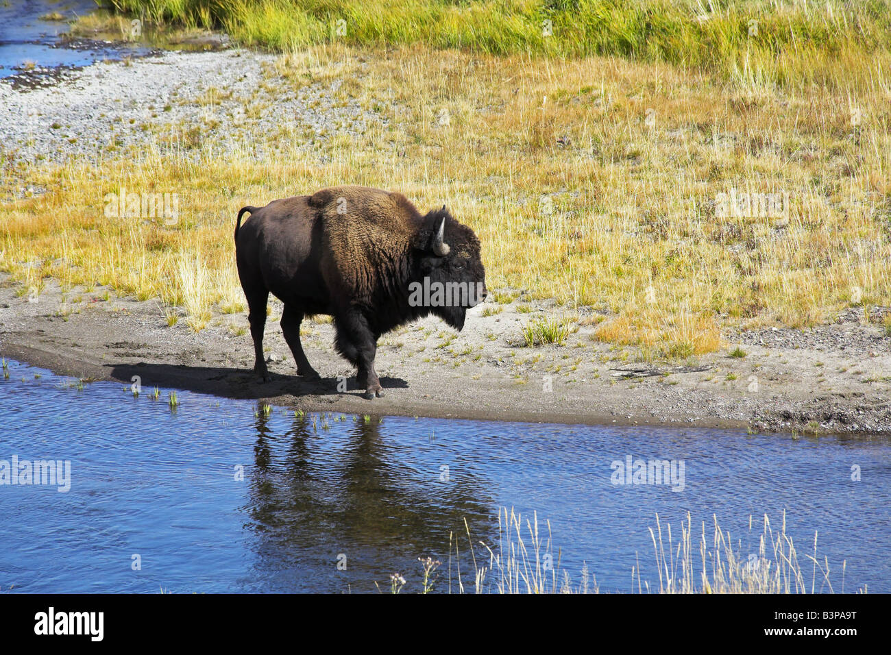 Bull bison drinking water hi-res stock photography and images - Alamy