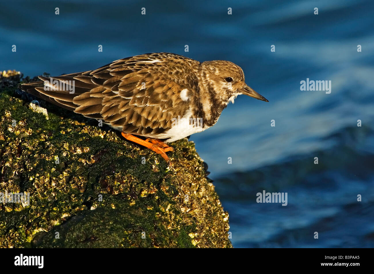 Turnstone in winter plumage hi-res stock photography and images - Alamy
