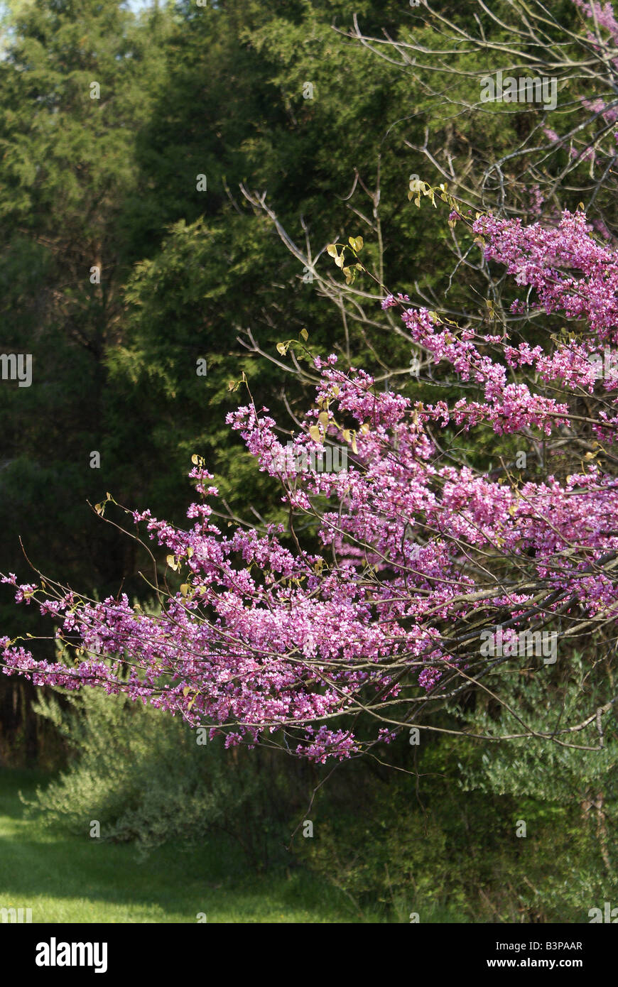 Red Bud Tree Branches Stock Photo - Alamy