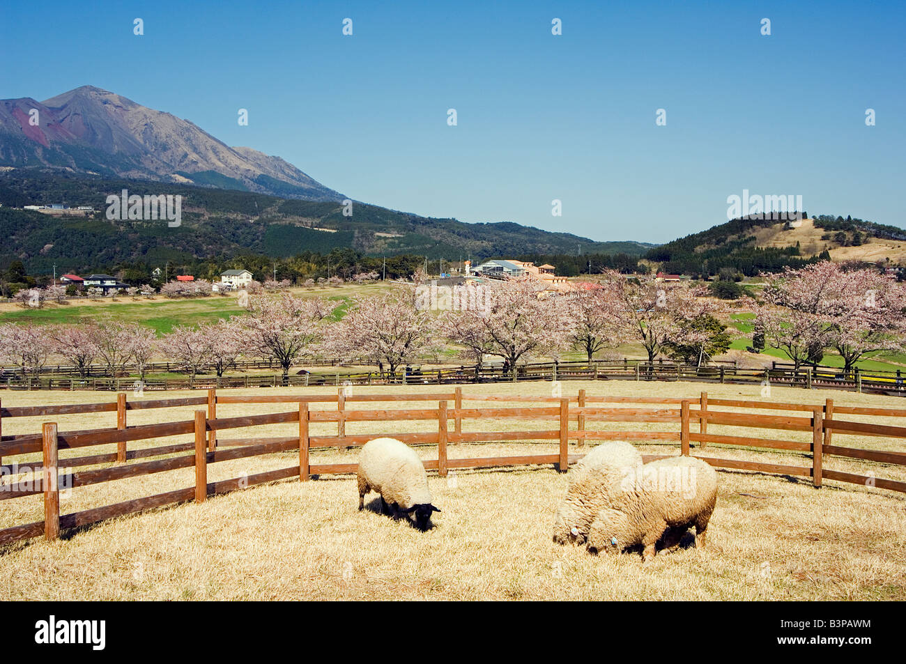 Japan, Kagoshima prefecture, Kirishima National Park sheep on farm ...