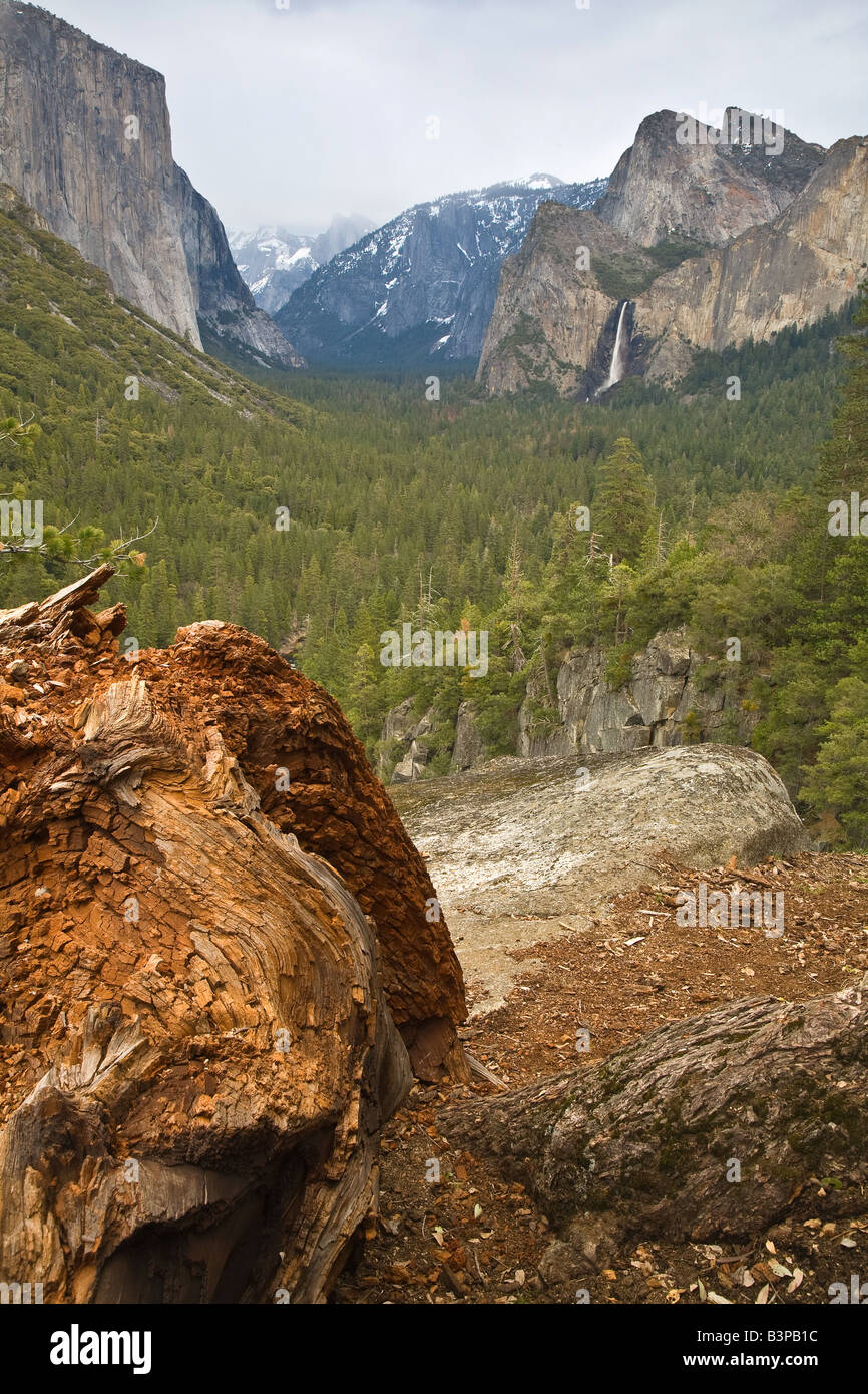 Fallen Tunnel Tree Stock Photos & Fallen Tunnel Tree Stock Images - Alamy