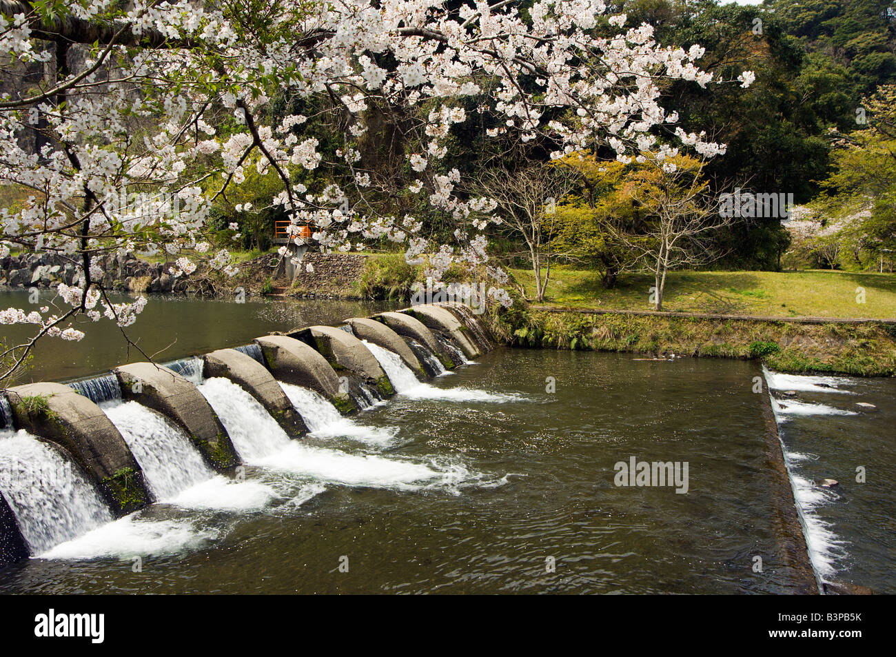 Japanese cherry trees over the river hi-res stock photography and ...