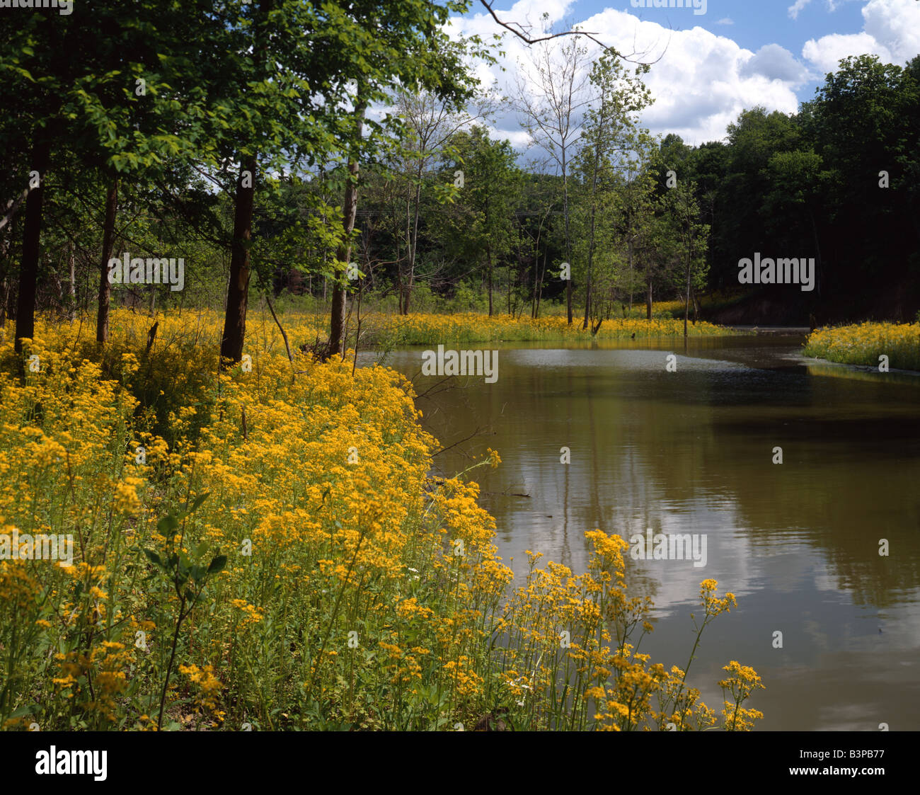 Stream with Wildflowers Stock Photo - Alamy