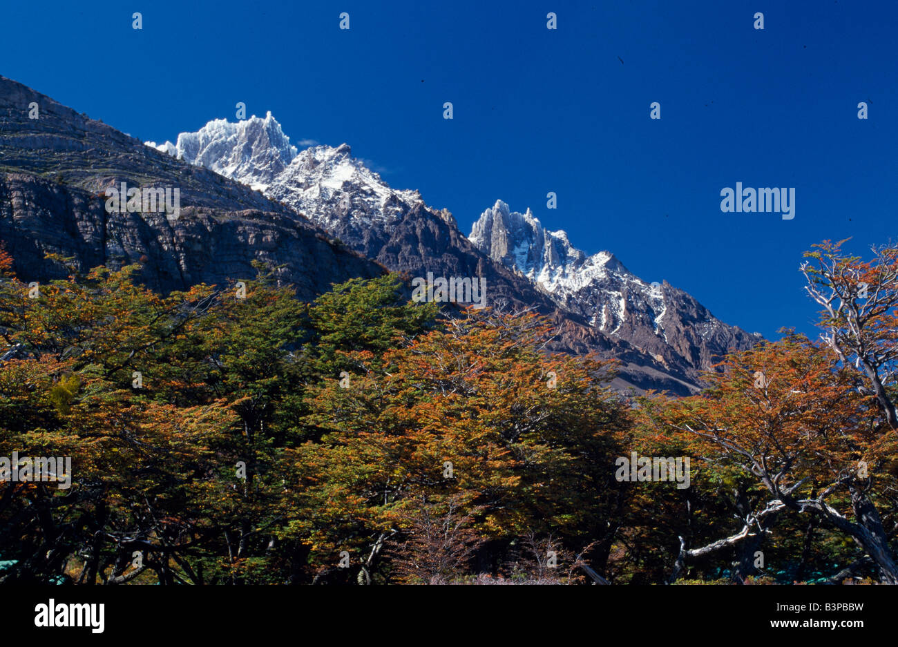 Chile, Patagonia, Autumn foliage in front of Corniced ridge of Paine ...