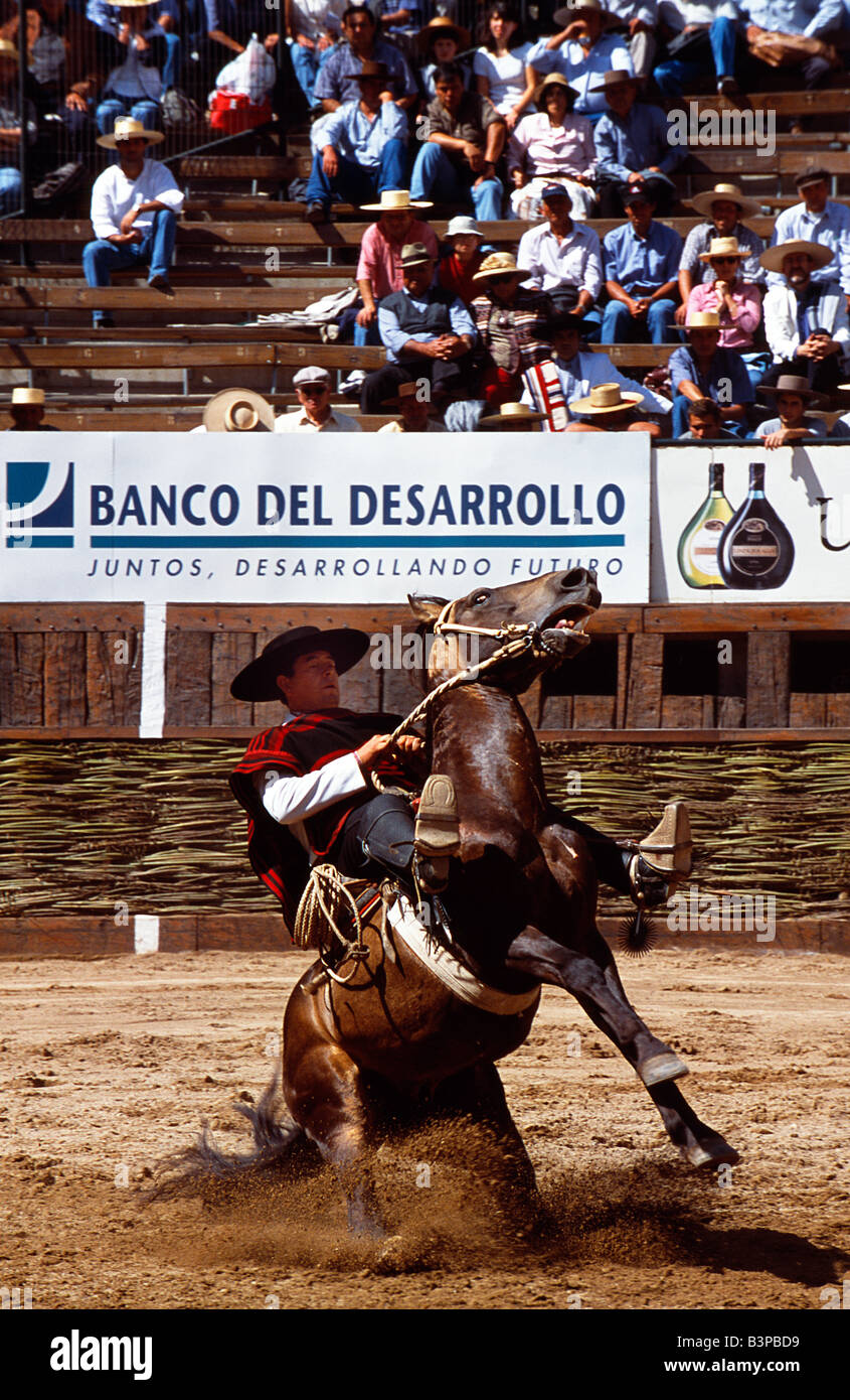 Sliding stops. Part of the Chilean Dressage, National Rodeo ...