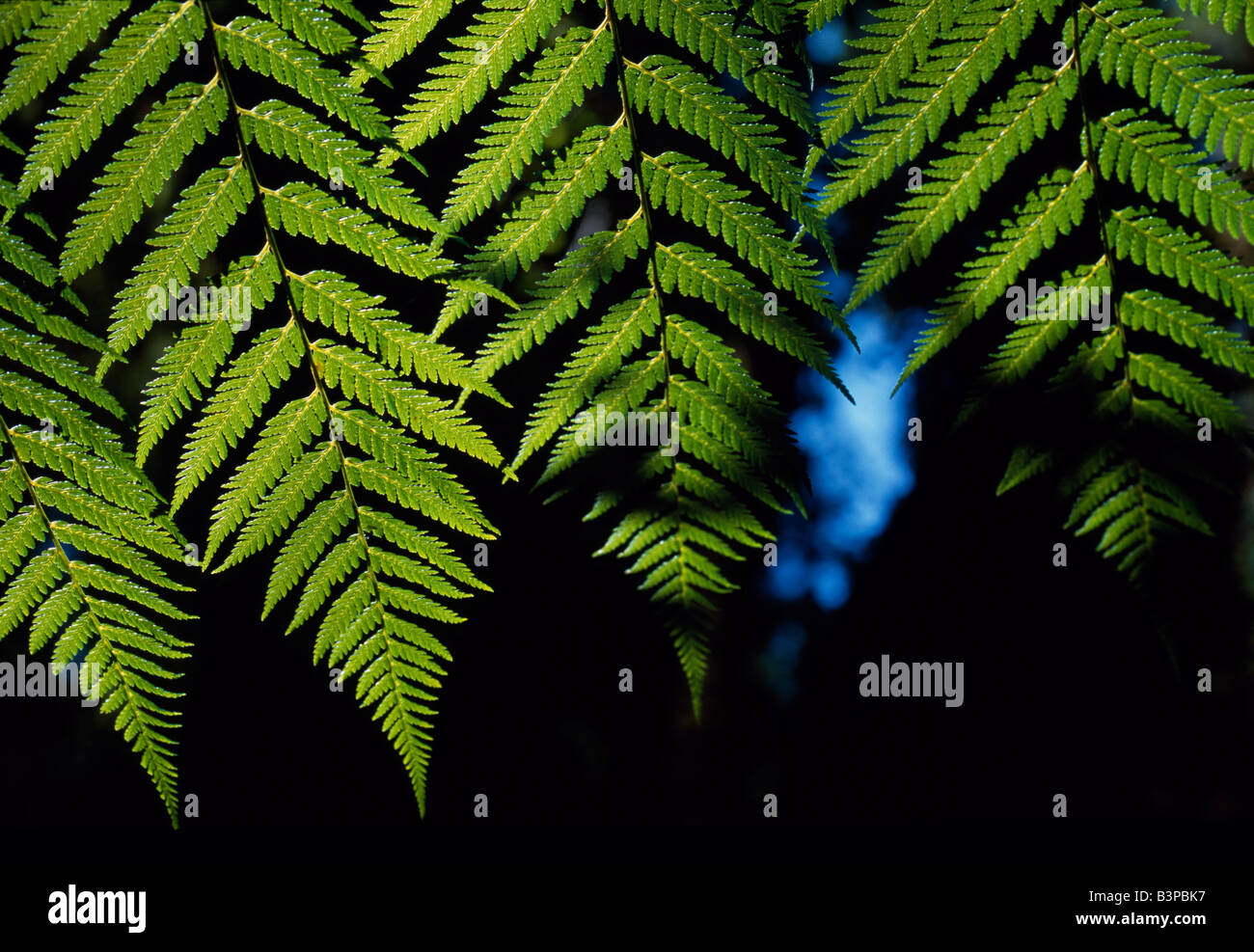 Flora of northern chile hi-res stock photography and images - Alamy