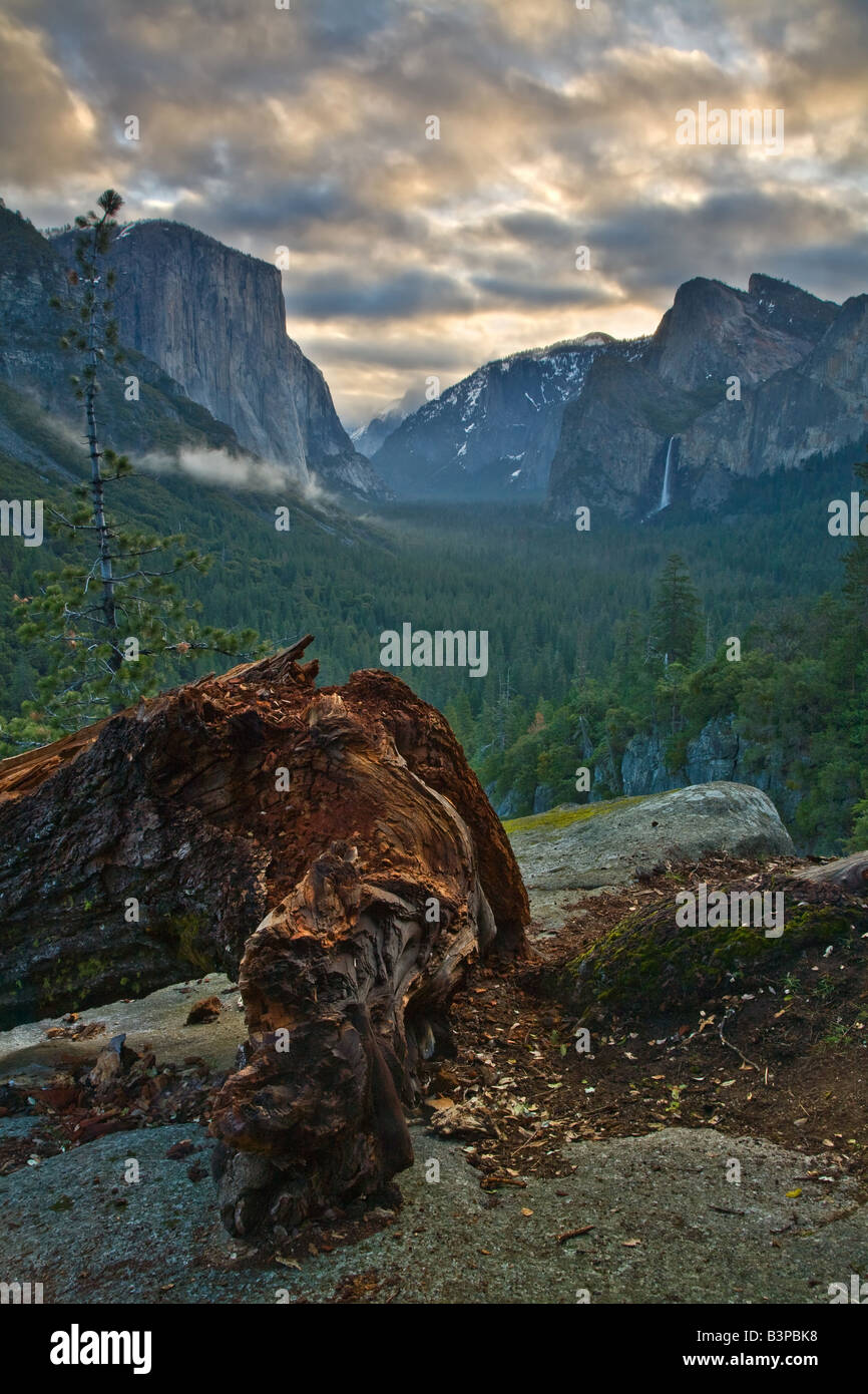 Fallen tunnel tree hi-res stock photography and images - Alamy