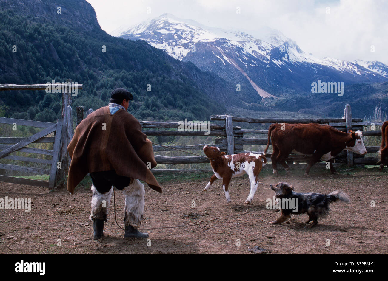 Cowboy lassoing cattle hi-res stock photography and images - Alamy