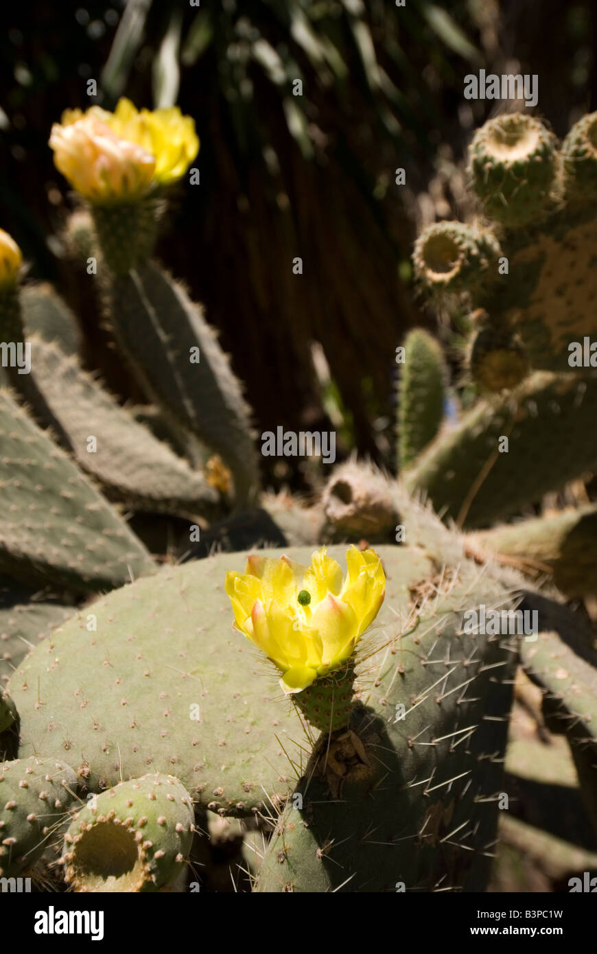 Flowering cactus hi-res stock photography and images - Alamy