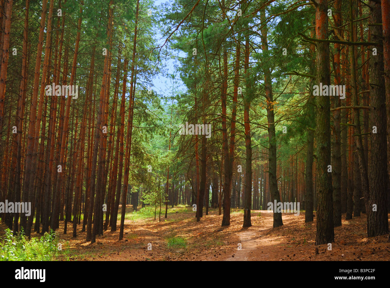 Savannah forest hi-res stock photography and images - Alamy