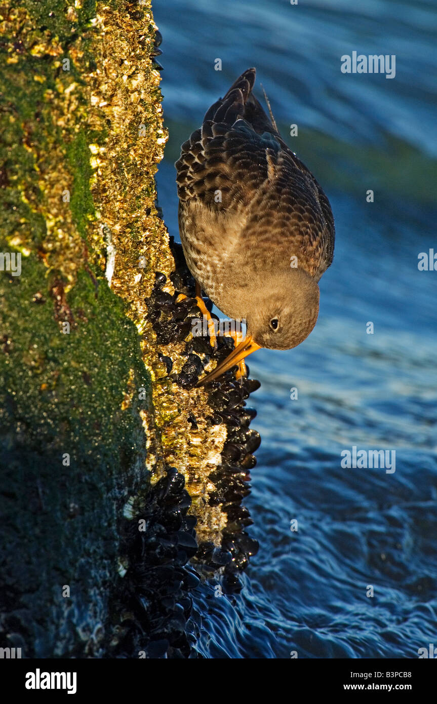 Barnacle encrusted rocks hi-res stock photography and images - Alamy