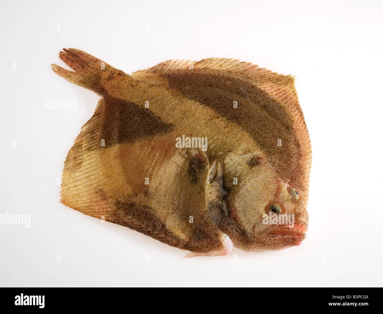 Turbot Fish High Resolution Stock Photography and Images - Alamy