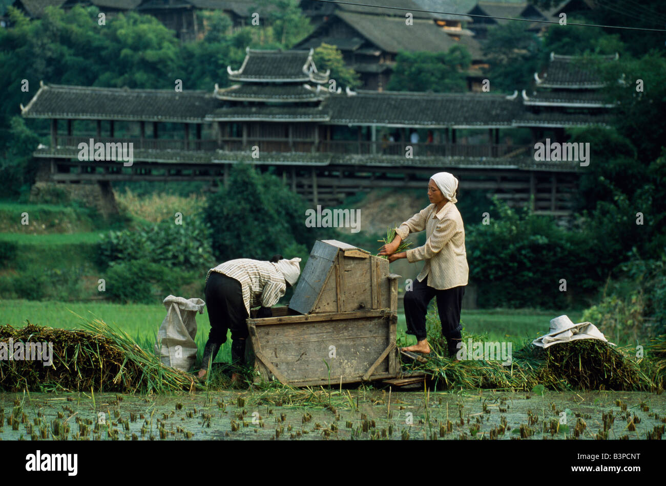 Rice workers china hi-res stock photography and images - Alamy