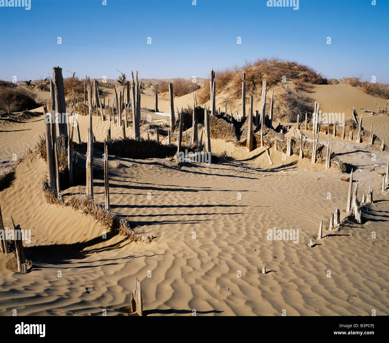China, Xinjiang Province, Niya. The remains of a house, 3rd-4th Stock ...