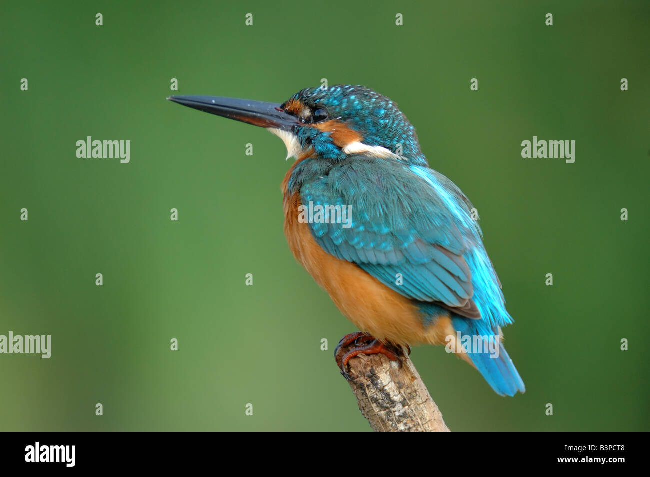 a picture of a bird Stock Photo - Alamy