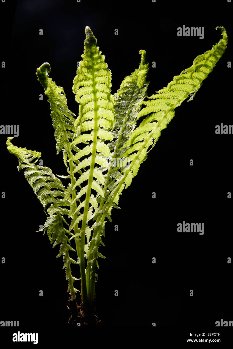 Indoor fern hi-res stock photography and images - Alamy