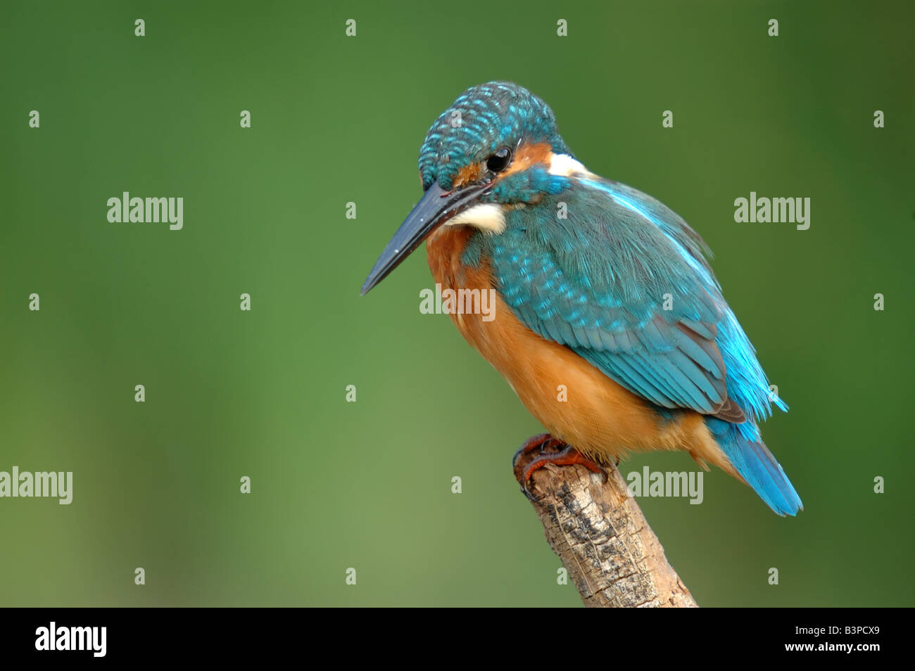 a picture of a bird Stock Photo - Alamy