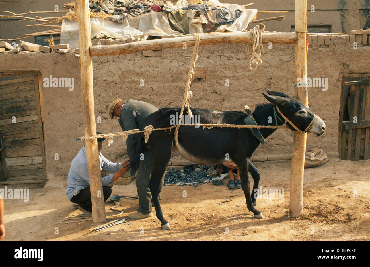 China, Xinjiang Uigur Autonomous Region, Kashgar. A donkey is ...