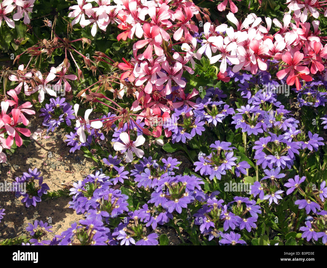 Geraniums in flower Stock Photo - Alamy