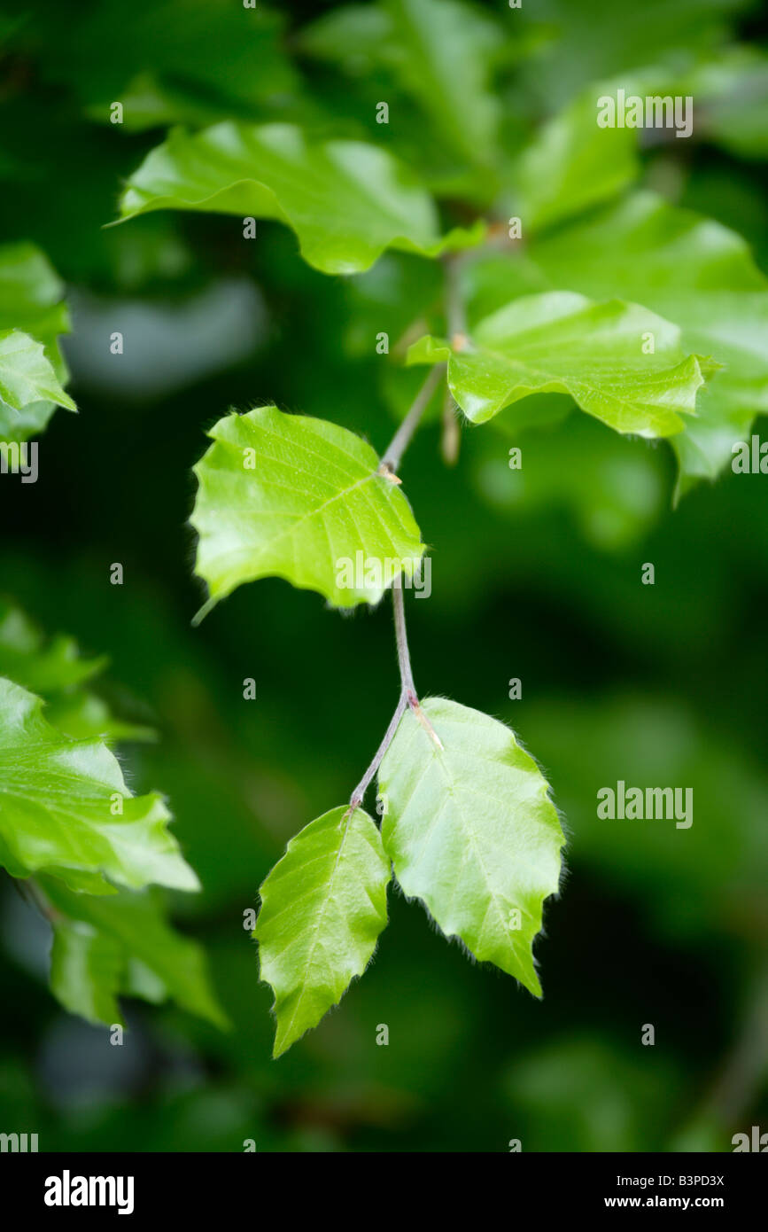 Spring beech leaves hi-res stock photography and images - Alamy