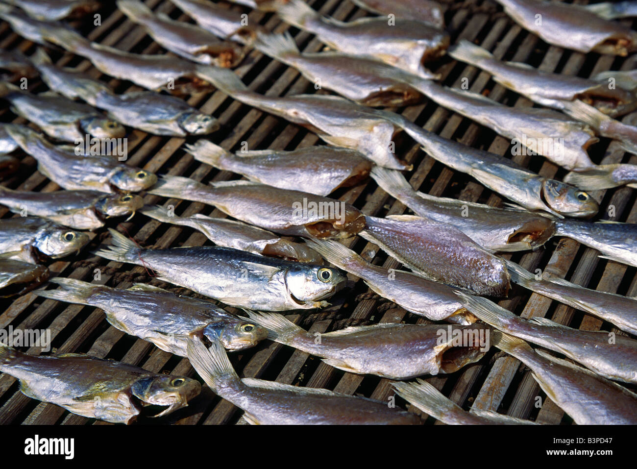 China, Hong Kong, Lantau Island. Fish lying in the sun to dry in the ...