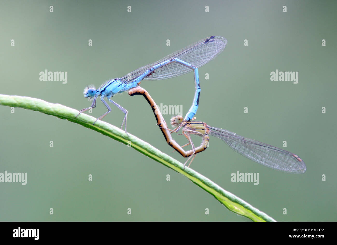 common blue damsel flys mating on reed Stock Photo - Alamy