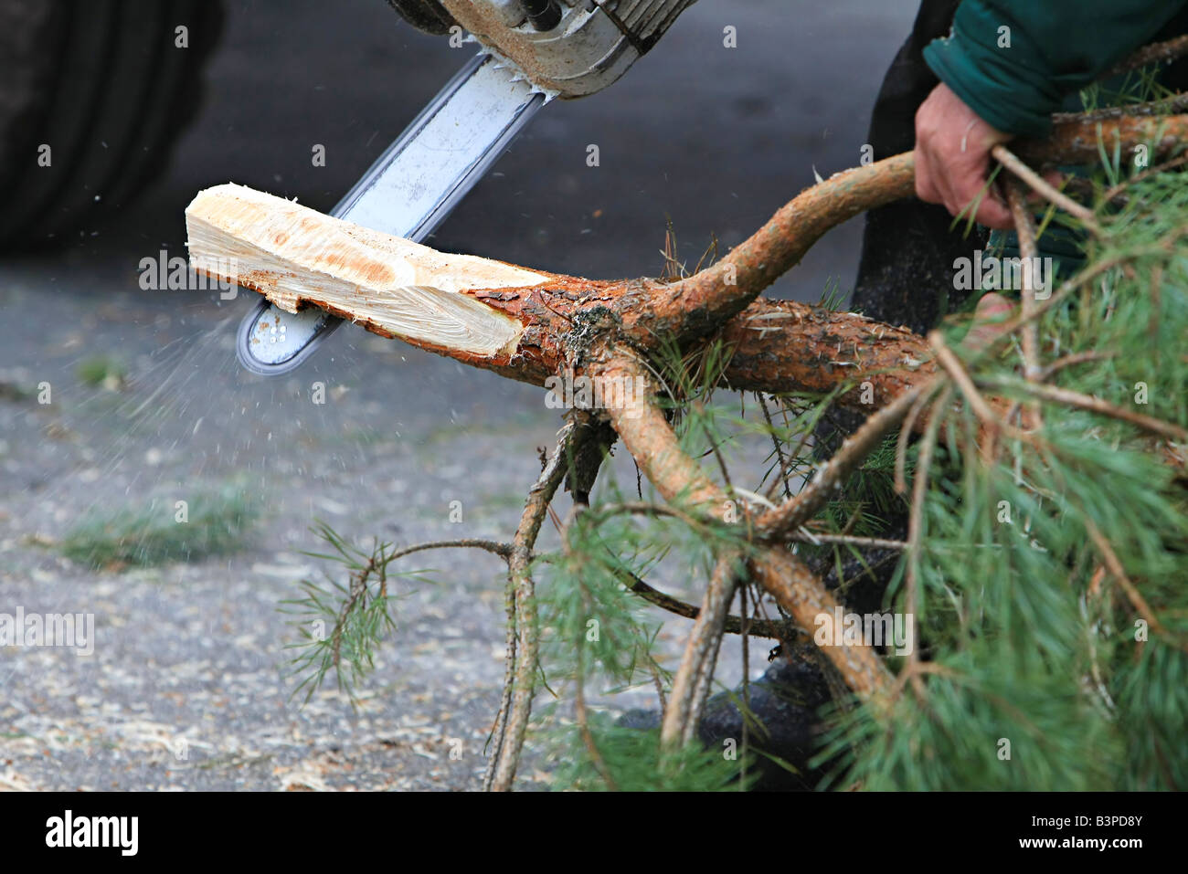 to cut a fir tree on New Year Stock Photo - Alamy