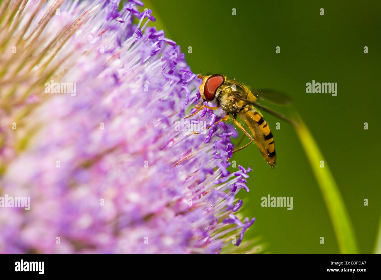 European hoverfly ( Helophilus Pendulus Stock Photo - Alamy