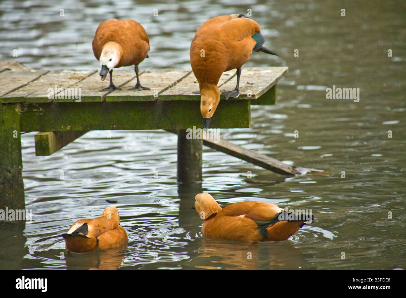 The Duck Brothers Stock Photo - Alamy