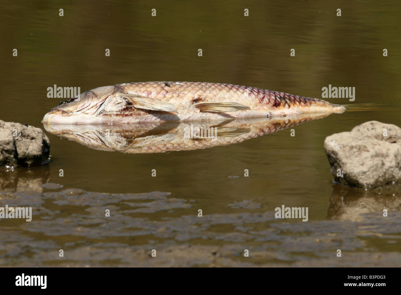 Decay carcass hi-res stock photography and images - Alamy