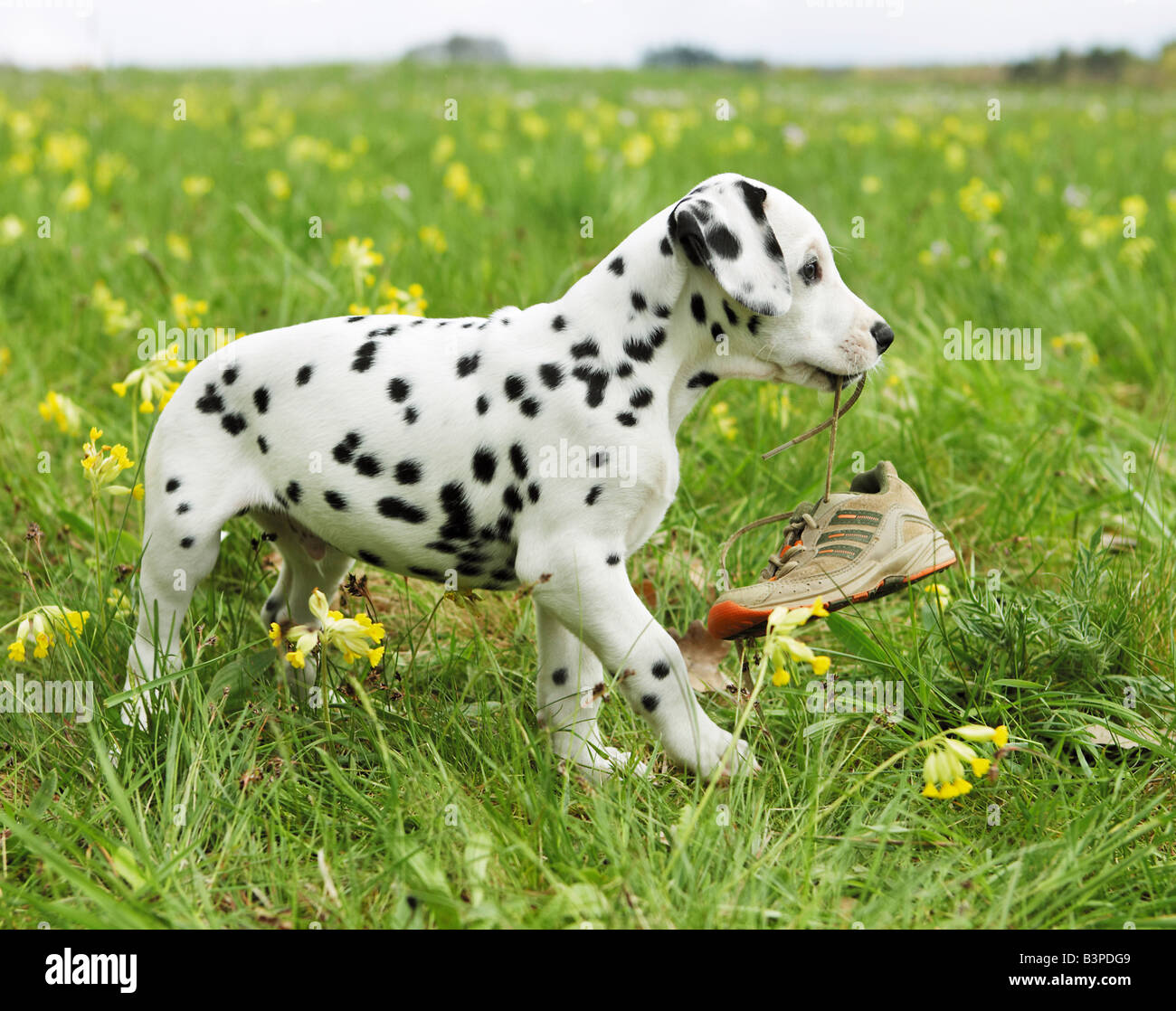 Are Dalmatians Are Bad Dogs