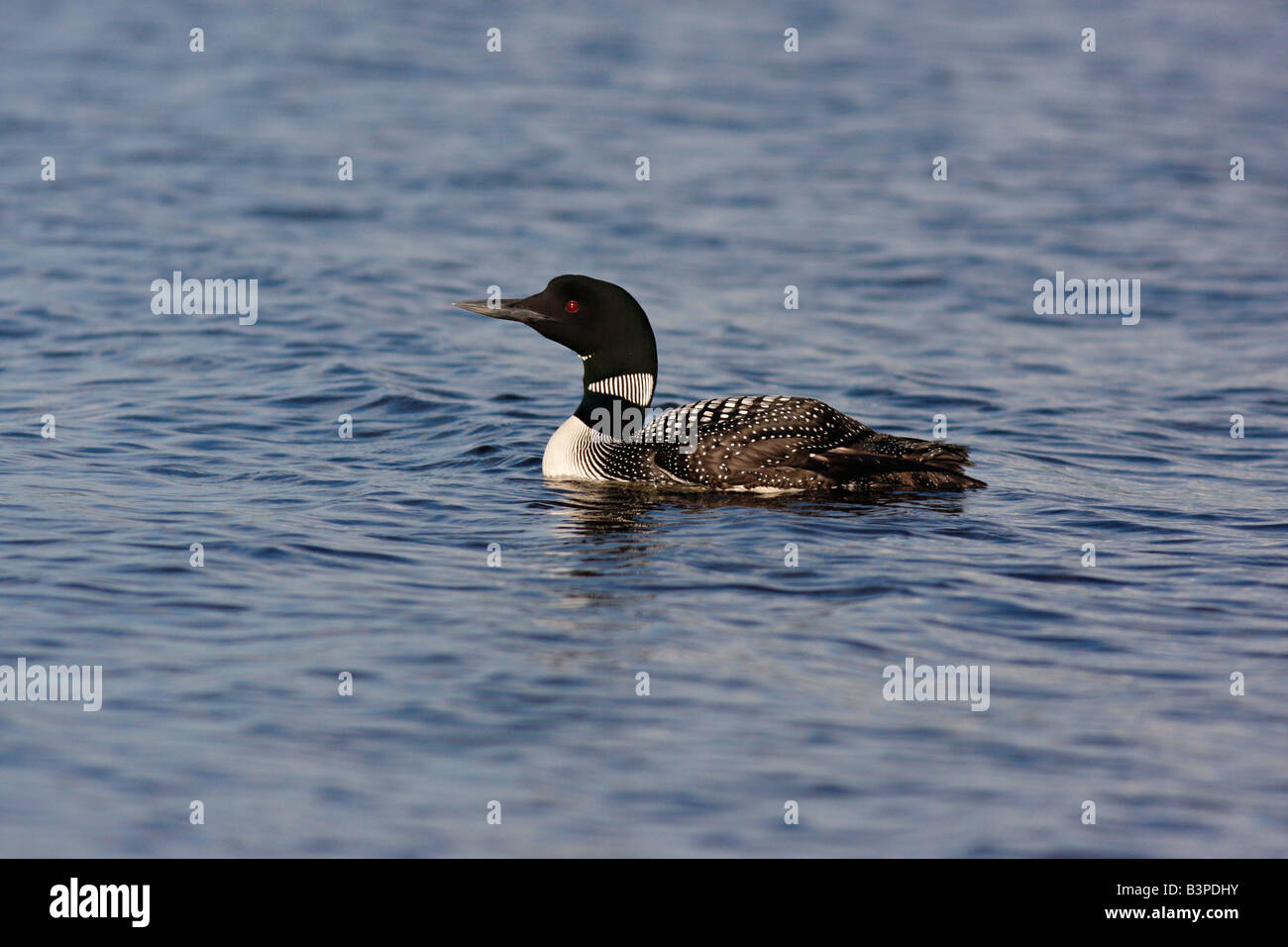 Common loon voyageurs national park hi-res stock photography and images - Alamy