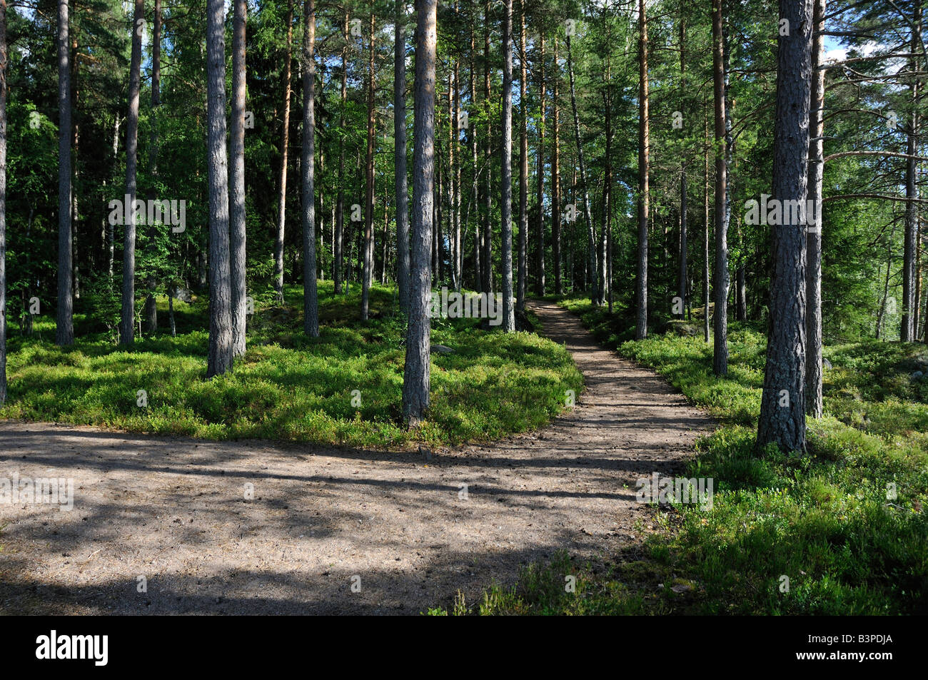 Swedish forest hi-res stock photography and images - Alamy
