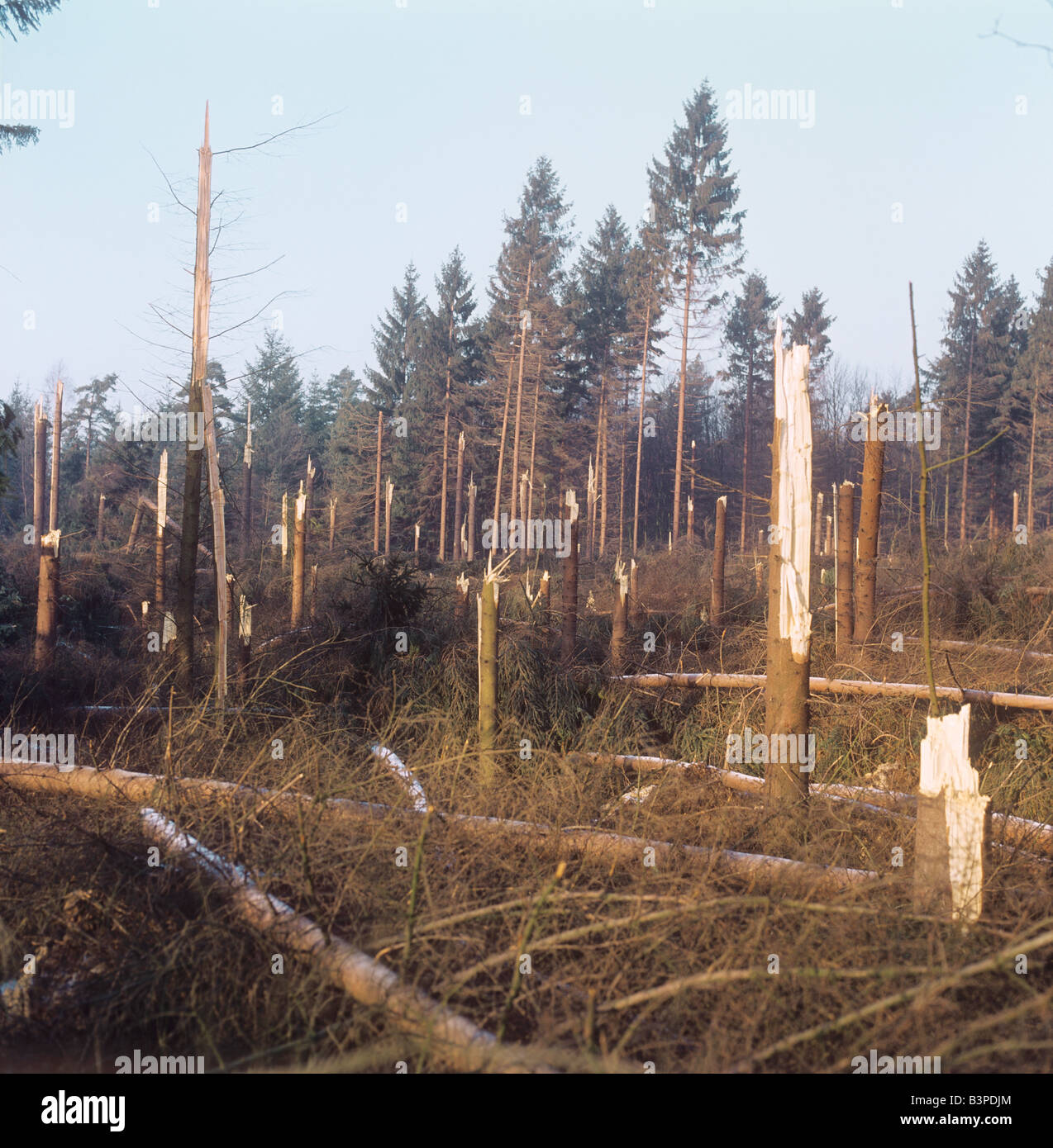 Windthrow hi-res stock photography and images - Alamy