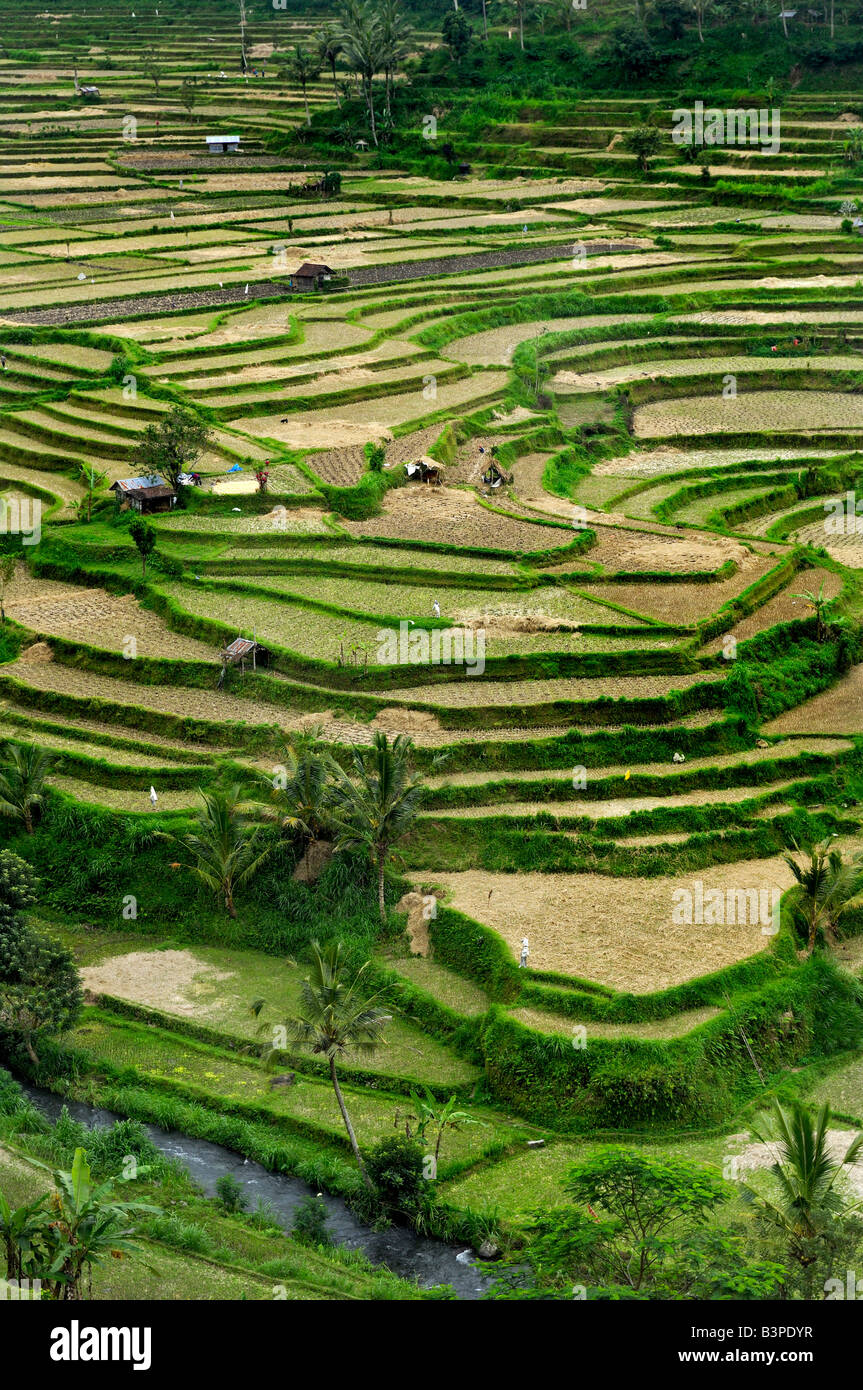 Rice terraces near Rendang, Bali, Indonesia Stock Photo - Alamy