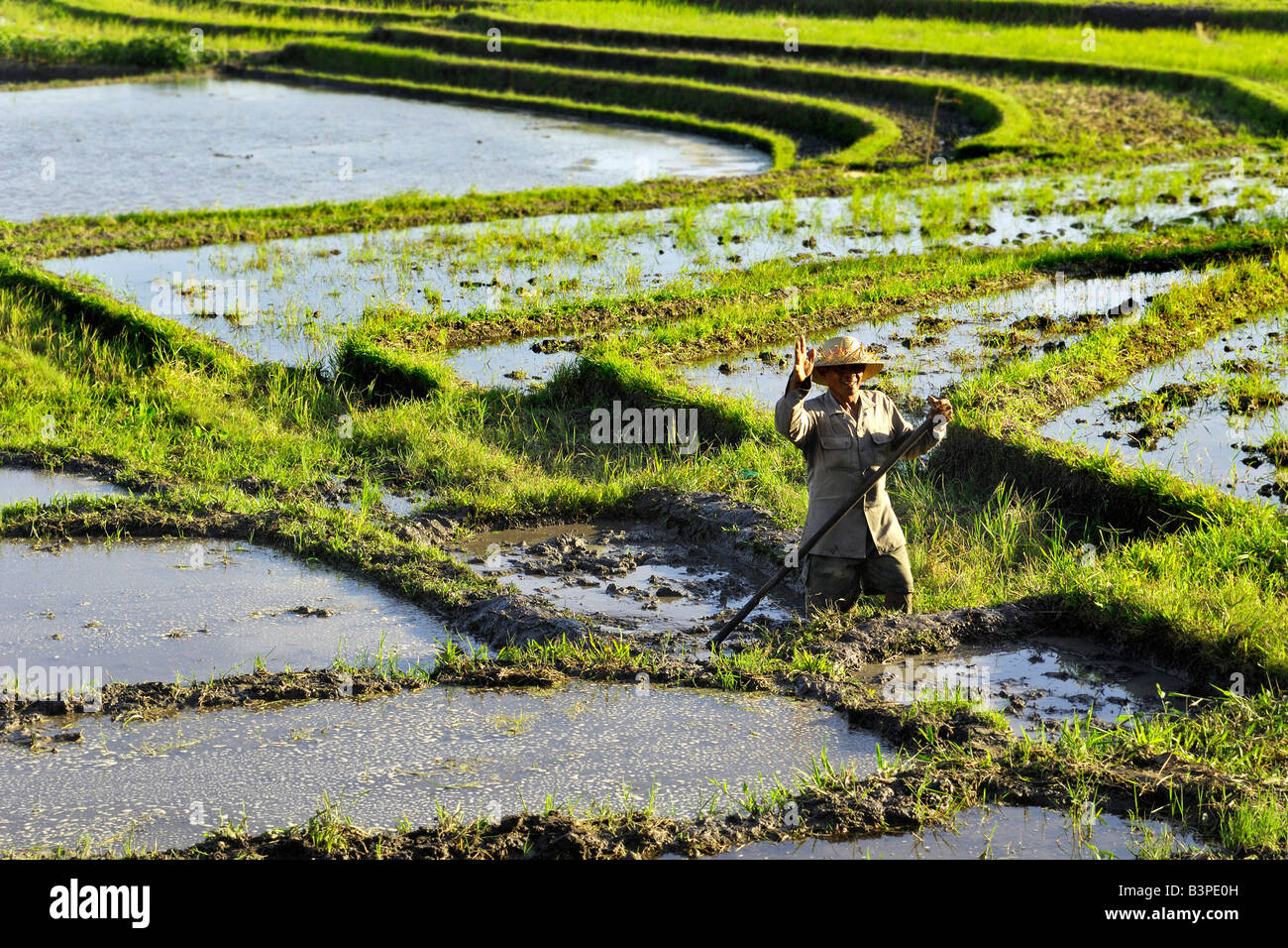 Rice paddies near Ubud, Bali, Indonesia Stock Photo - Alamy
